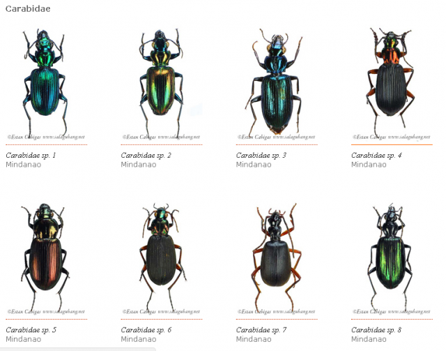 The Beetle Collector | Collectors Hive Blog