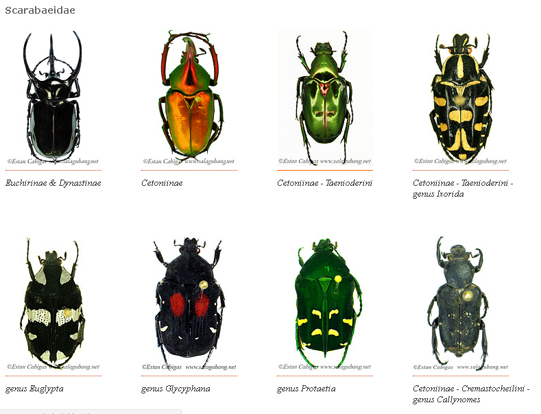 The Beetle Collector | Collectors Hive Blog