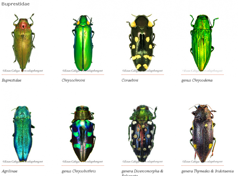 The Beetle Collector | Collectors Hive Blog