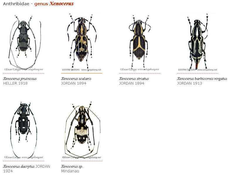 The Beetle Collector | Collectors Hive Blog